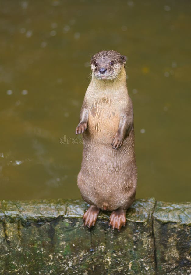 Otter by water stock image. Image of otter, cute, fauna - 83973703