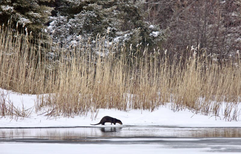 Otter in Winter stock image. Image of otter, wildlife - 23316971