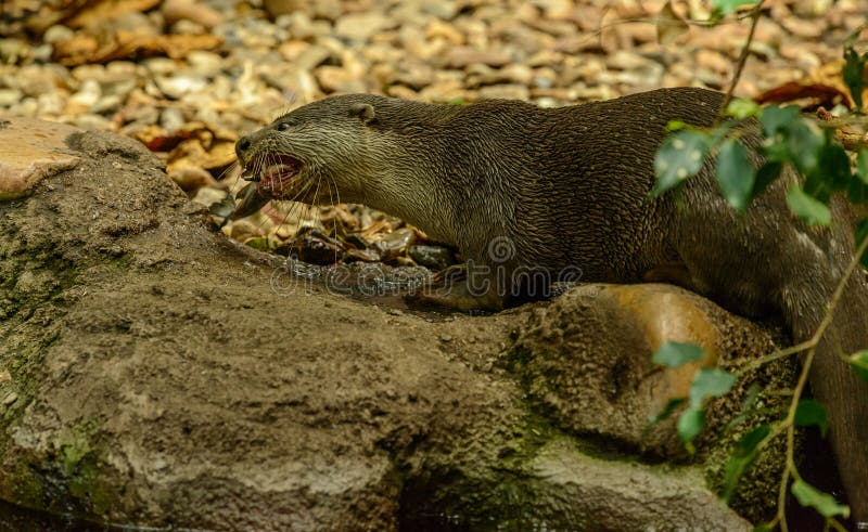 Otter in the Zoo Eating a Fish Stock Image - Image of eurasian, food ...