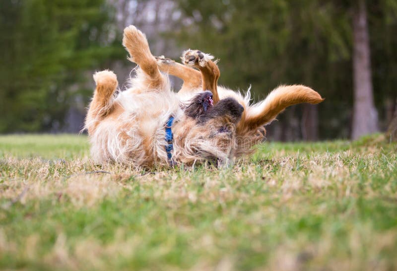 An Otterhound Dog Lying on Its Back and Rolling in the Grass Stock ...