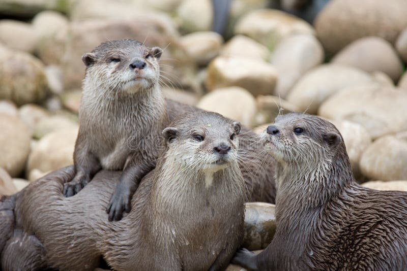 Otters stock photo. Image of three, hunter, portrait, wildlife - 2675712