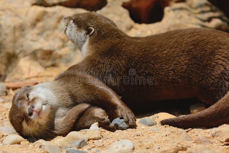Two otters cuddling stock photo. Image of affectionate - 105995406