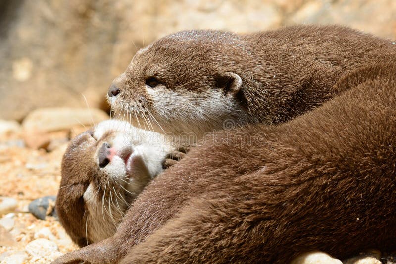 Otters cuddling stock image. Image of otters, head, cuddling - 89605443