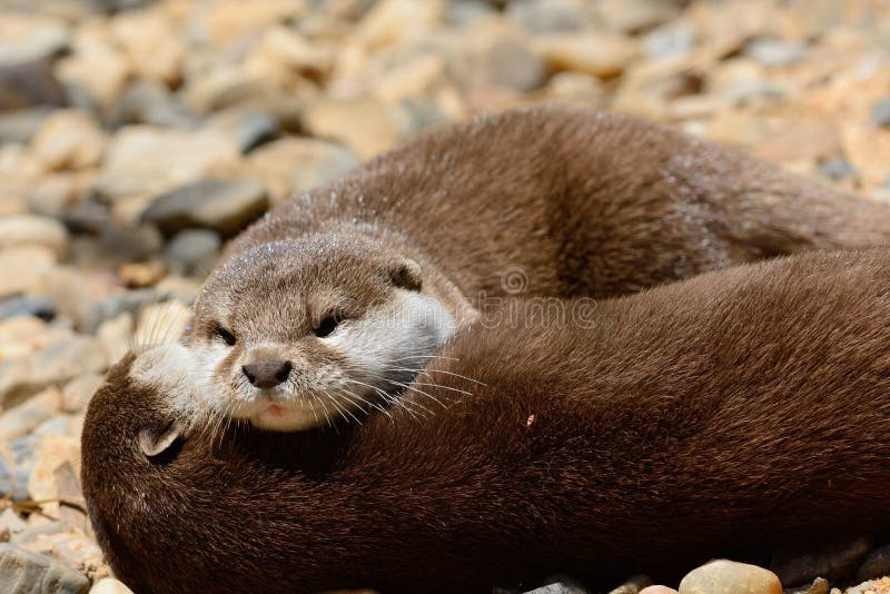 Two otters cuddling stock photo. Image of cuddling, outdoors - 105995592