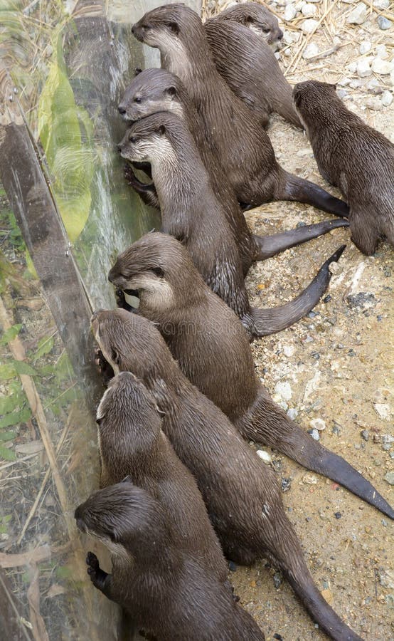 Otters stock image. Image of together, mammal, cute - 317775269