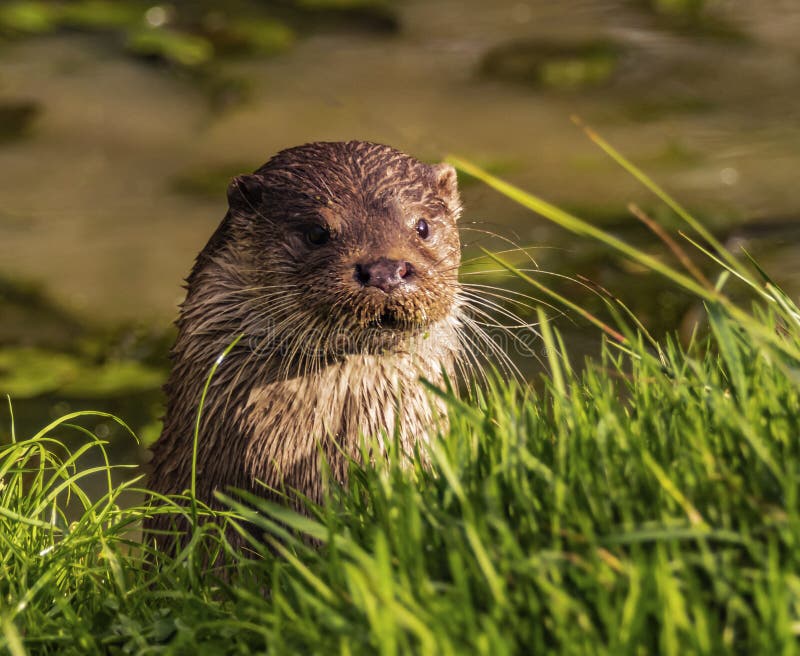 Otter checking for safety stock photo. Image of copyspace - 196675224