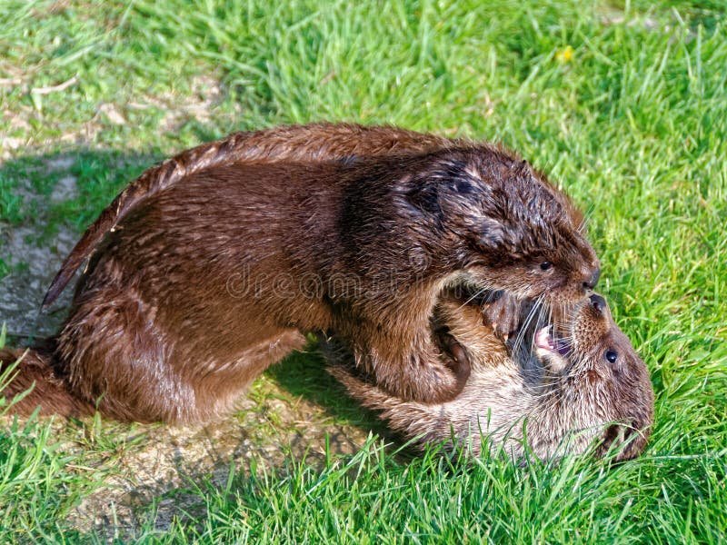 Fighting Otters stock photo. Image of habitat, mato, america - 57636532