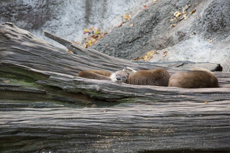 Friendly Otters stock photo. Image of family, cute, whiskered - 929522