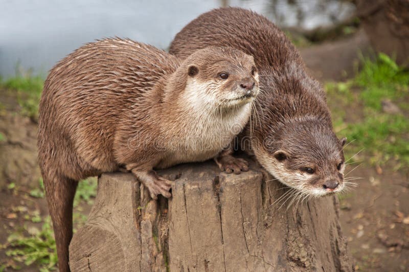 Otters Sitting on Tree Trunk Stock Photo - Image of portrait, grey ...
