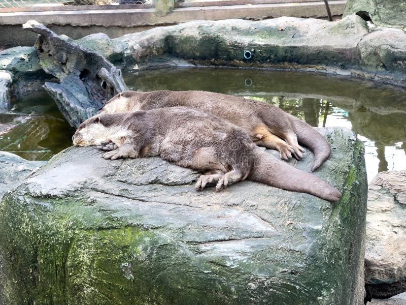 Otters are Sleeping on the Rocks in the Open Zoo Stock Photo - Image of ...