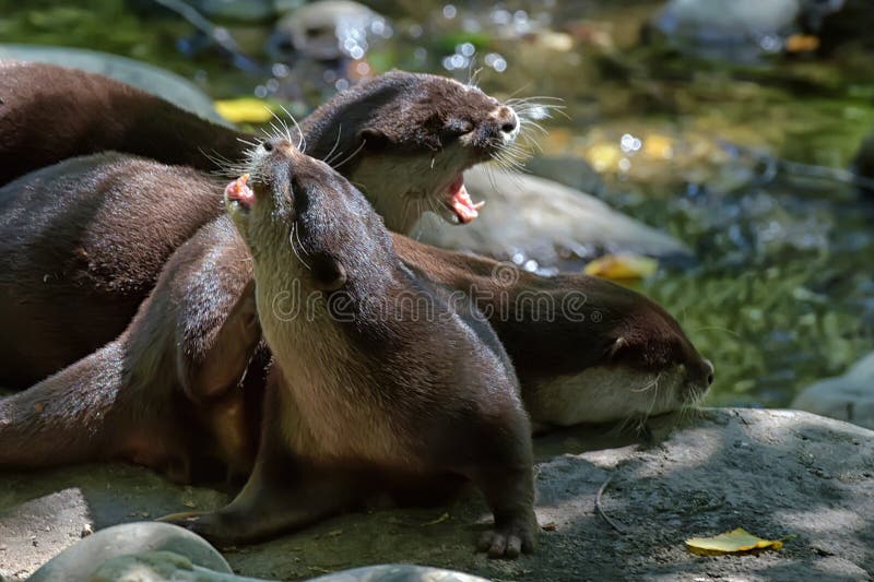 Two Cute Affectionate Otters Sitting Together Stock Photo - Image of ...