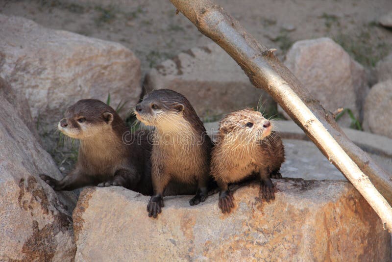 3 Otters watching stock photo. Image of watching, baby - 42411440