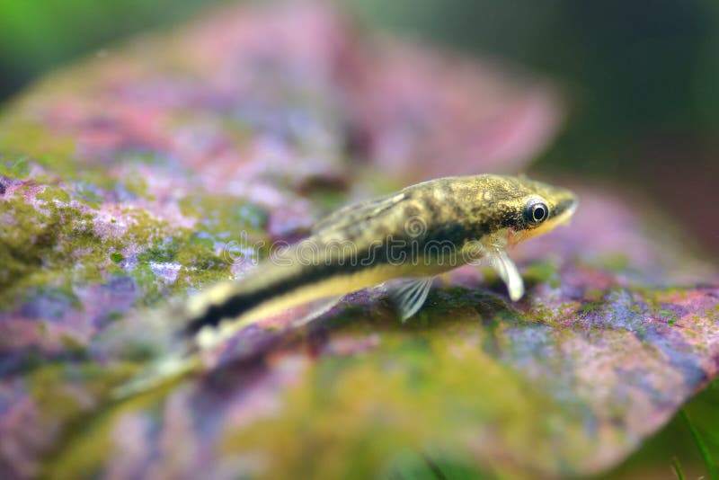 Catfish Oto Dwarf Suckermouth Otocinclus Vittatus Algae Eater Aquarium ...