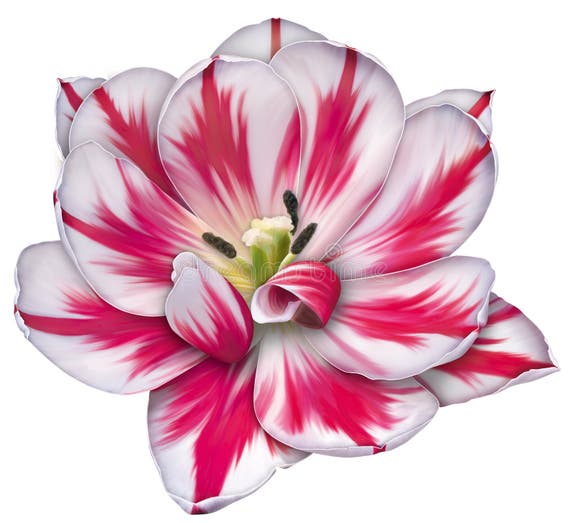Ottoman Tulip Flower Stock Illustrations – 541 Ottoman Tulip Flower ...
