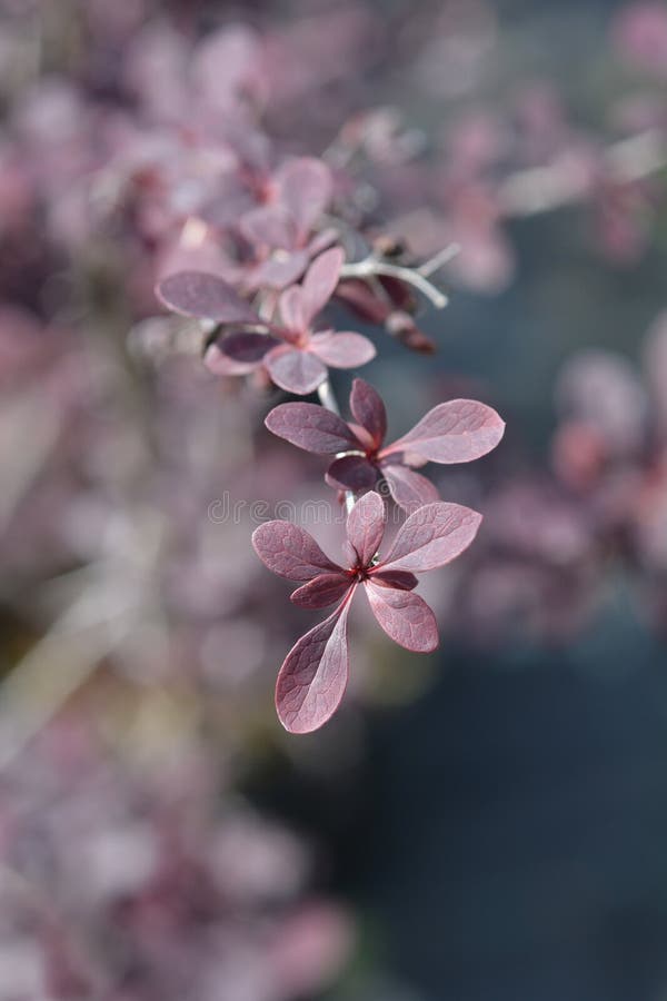 Ottowan Stock Photos - Free & Royalty-Free Stock Photos from Dreamstime