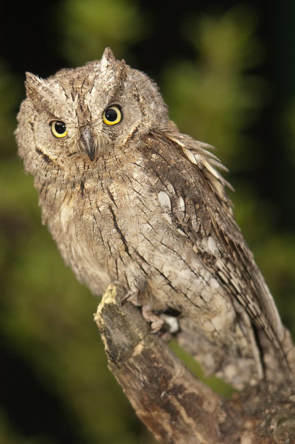 Common scops owl stock photo. Image of otus, carnivore - 3117034