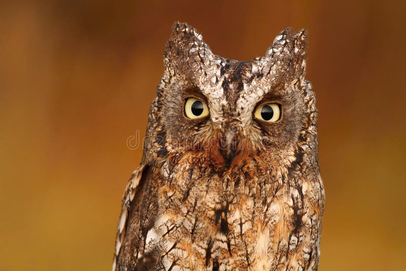 Otus scops portrait stock image. Image of small, scops - 63008579