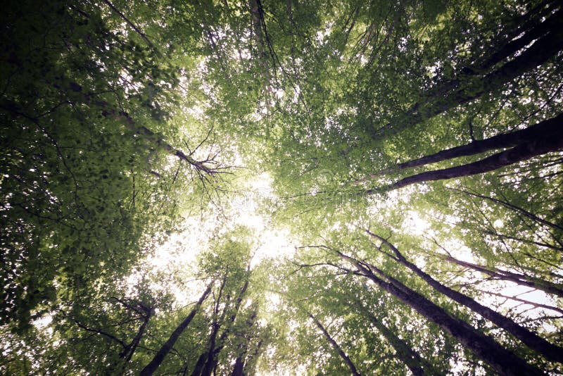 Forest in Spain stock image. Image of otzarreta, europe - 168223883