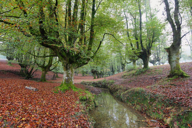 Otzarreta Beech Forest, Basque Country, Spain Stock Image - Image of ...