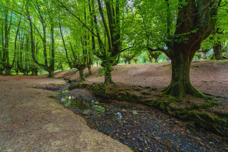Otzarreta Beech Forest, Hayedo Otzarreta, Gorbea Natural Park, Basque ...