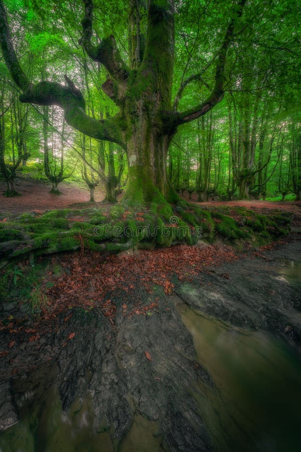 Otzarreta Beech Forest, Hayedo Otzarreta, Gorbea Natural Park, Basque ...