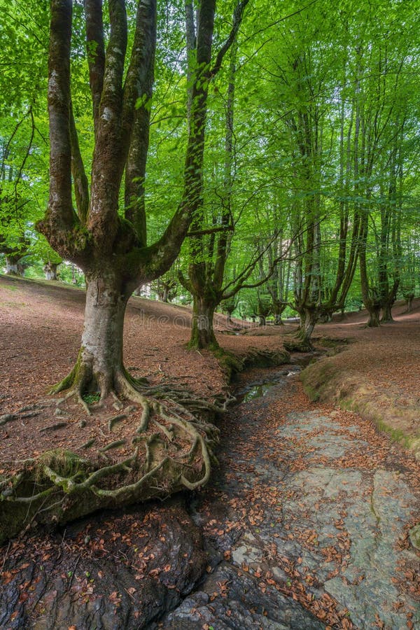 Otzarreta Beech Forest, Hayedo Otzarreta, Gorbea Natural Park, Basque ...