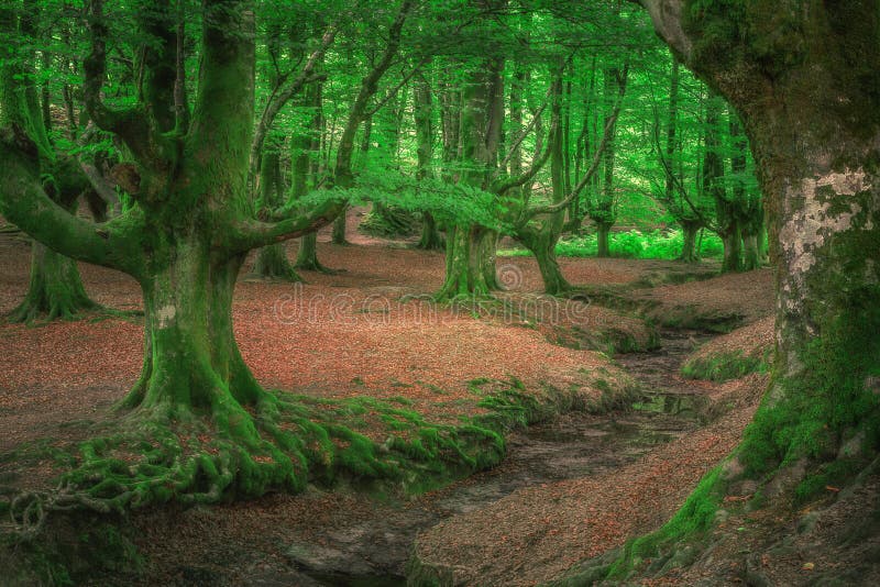Otzarreta Beech Forest, Hayedo Otzarreta, Gorbea Natural Park, Basque ...