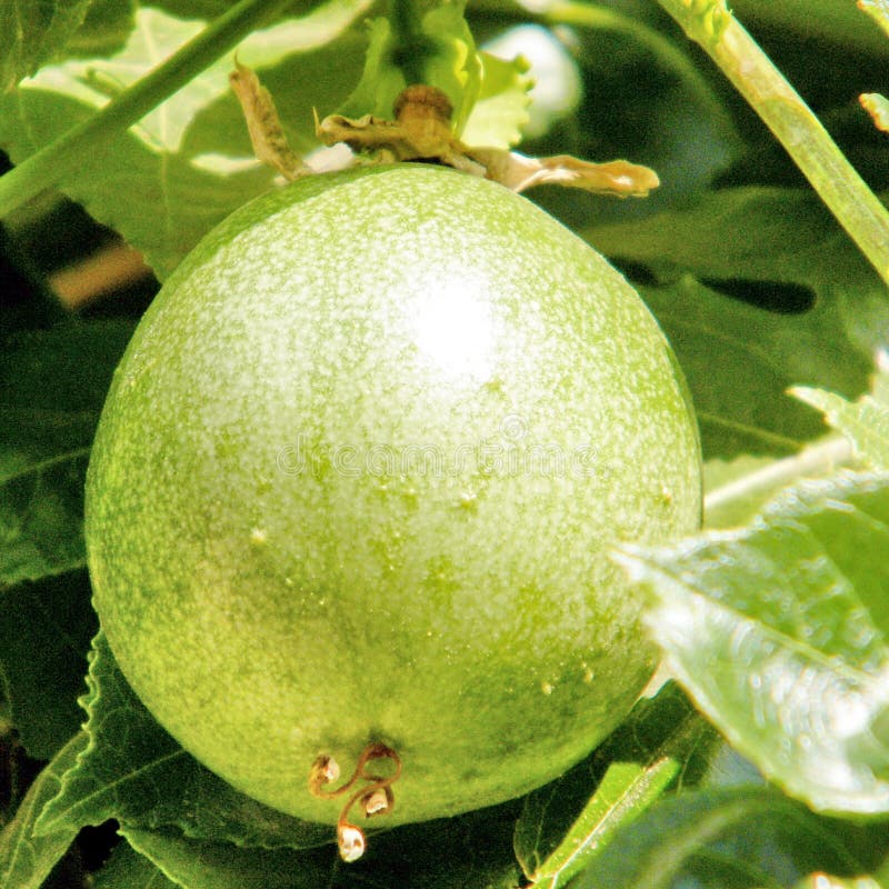 Ou Fruit 2010 De Yehuda Passiflora Photo stock - Image du accroissement ...