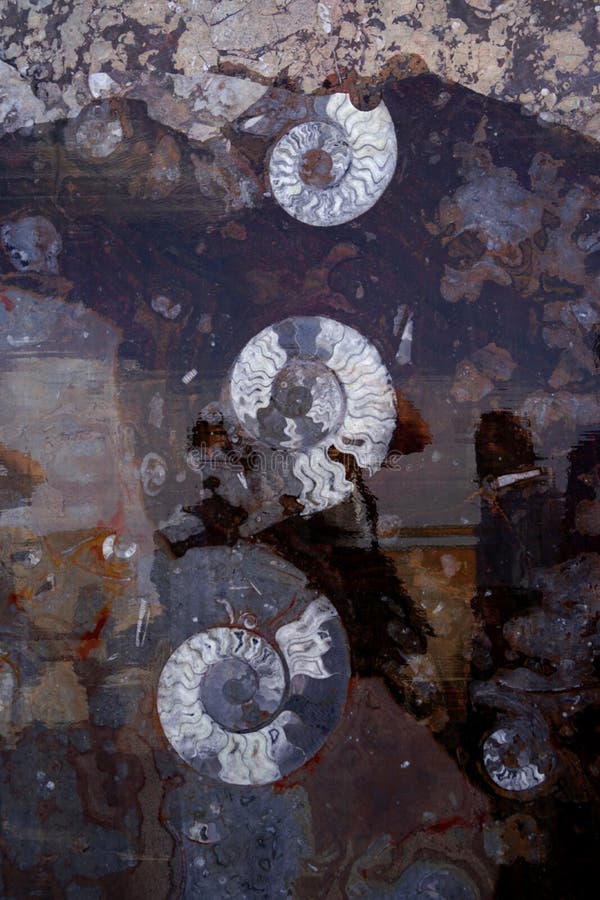 Ancient fossils in marble stock photo. Image of ancient - 98940970