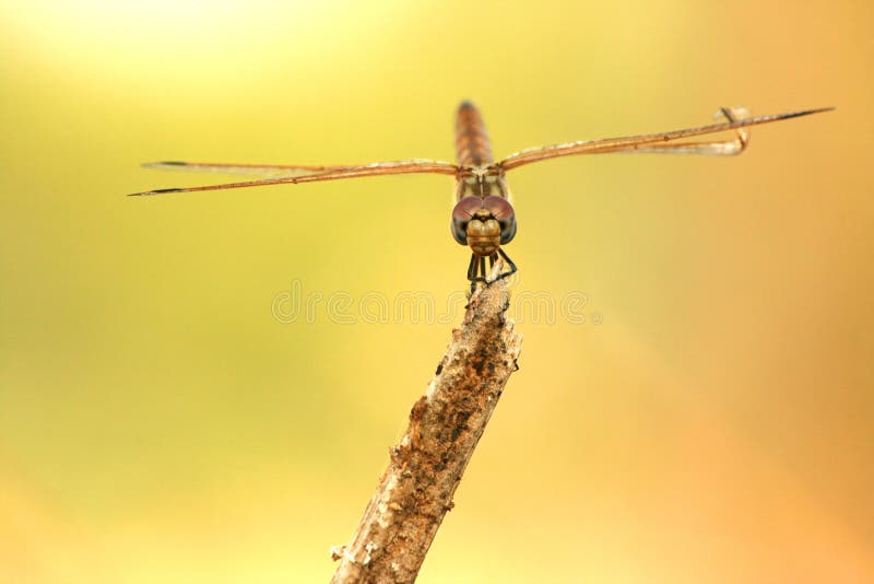 Defected Dragon Stock Photos - Free & Royalty-Free Stock Photos from ...