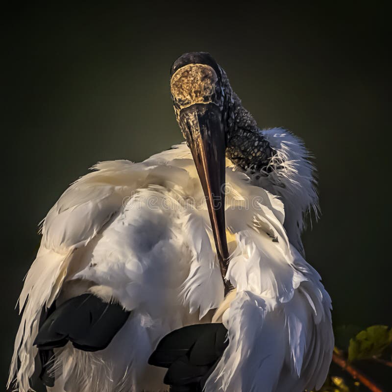Ouch! stock photo. Image of prehistoric, swamp, nature - 94924016