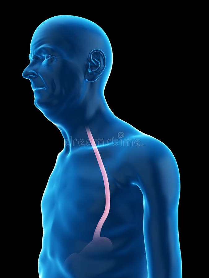 De slokdarm stock illustratie. Illustration of teruggegeven - 74819761