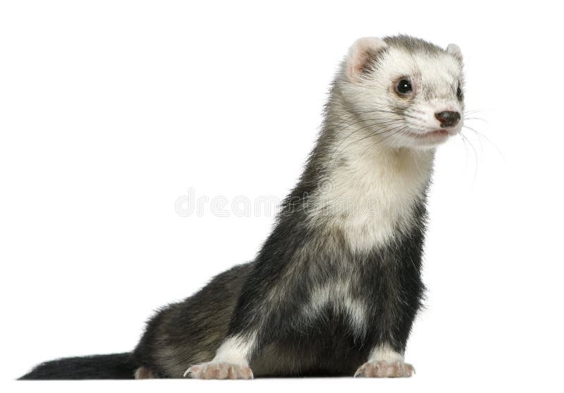 Oud Fret, 3 En Een Half Jaren Stock Foto - Image of fret, dier: 15360058