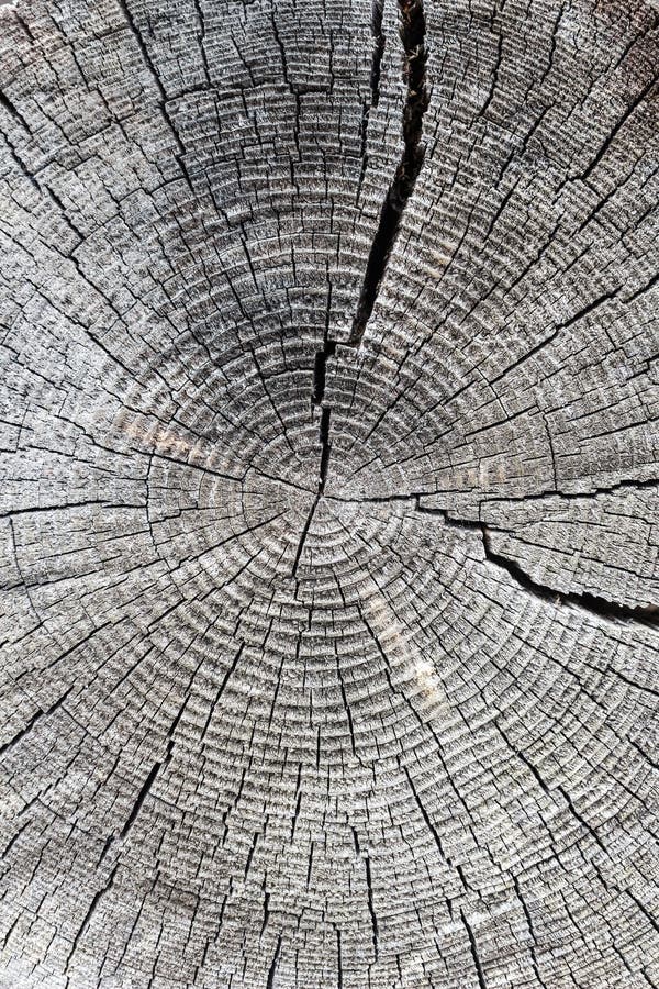 Oud logboek met boom-ring stock foto. Image of sectie - 31069370