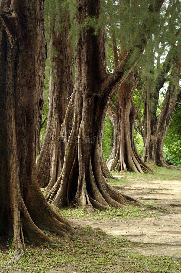 Oude bomen stock afbeelding. Image of installatie, wildernis - 2870895