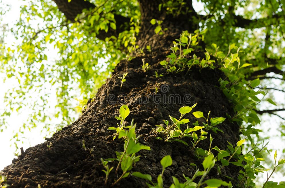 Oude bomen en boomknoppen stock foto. Image of ontruim - 39607950