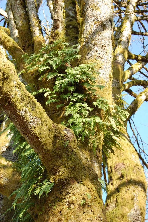 Oude boom stock afbeelding. Image of zonnig, boom, schors - 9199225