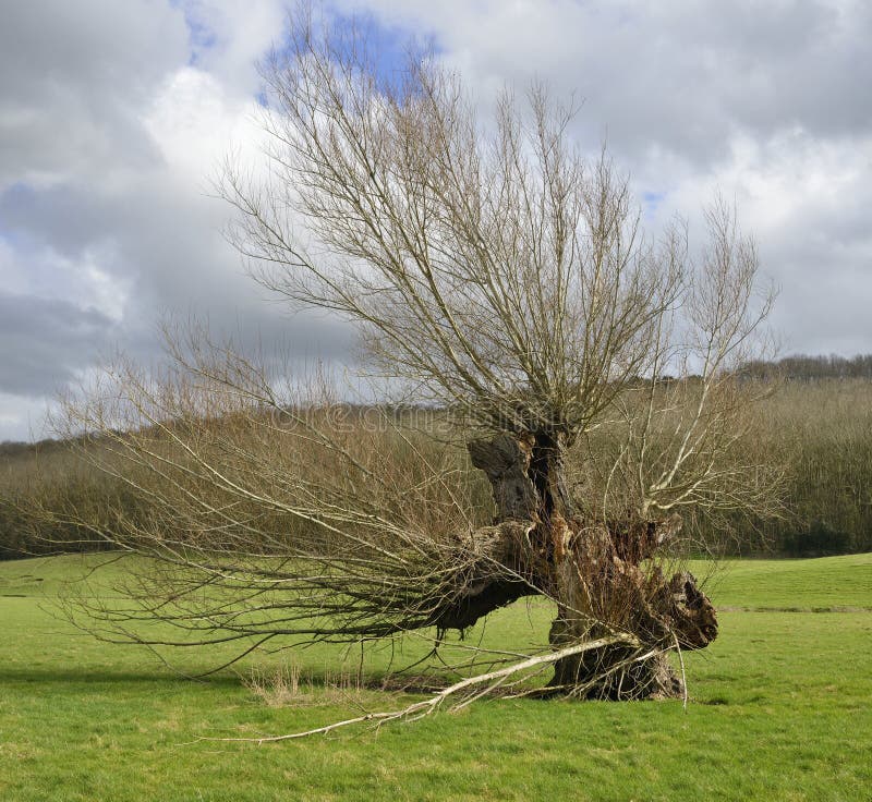 Oude boom stock foto. Image of afsnijden, groot, landschap - 92208742