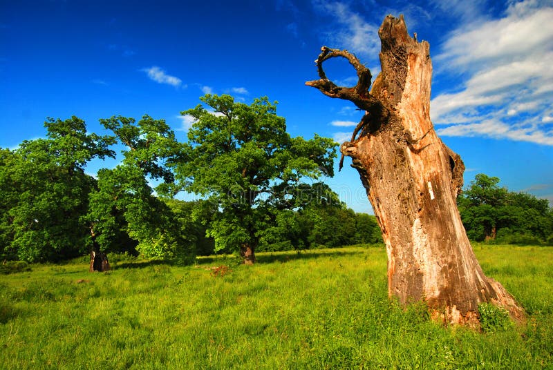 Oude Boom in een Weide stock foto. Image of gras, wolk - 5296100