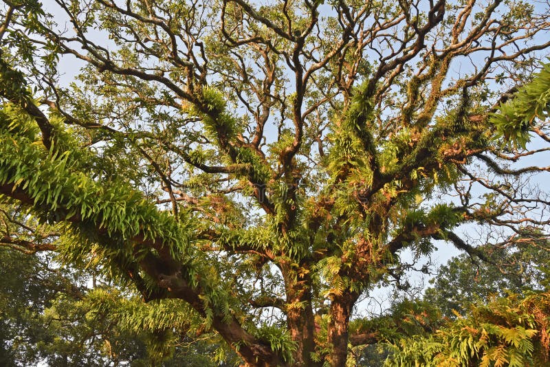 Oude Boom in het Dorp stock afbeelding. Image of bont - 104325191