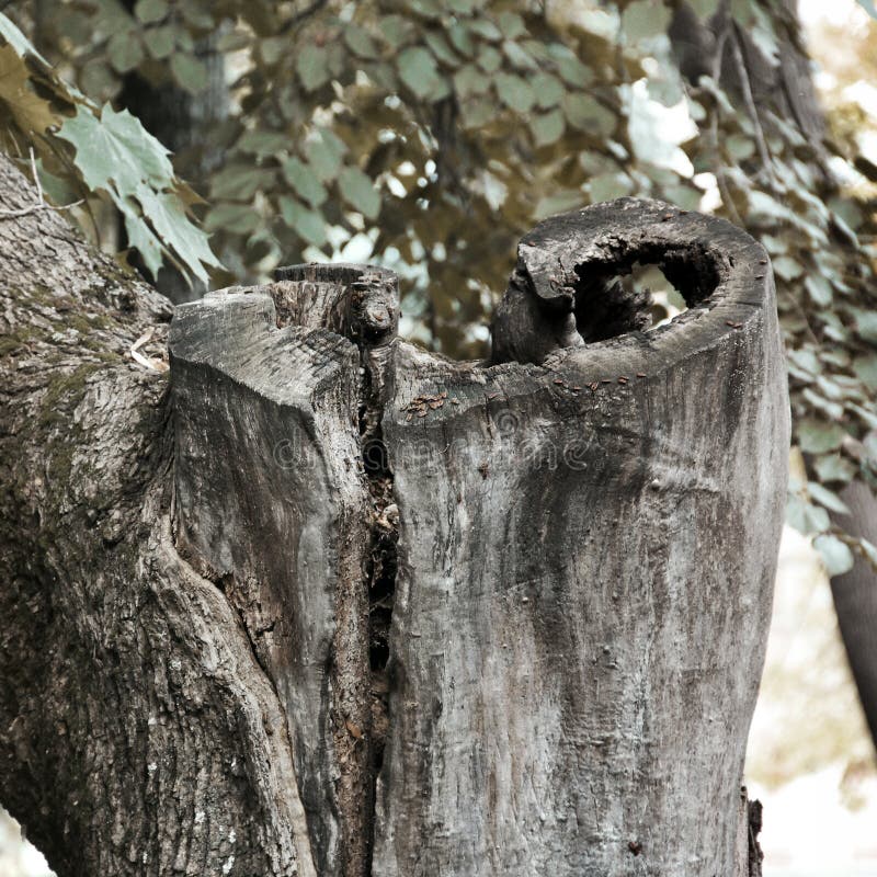 Oude Boom in Het Park Dwarsdoorsnede Van De Boom Stock Afbeelding ...
