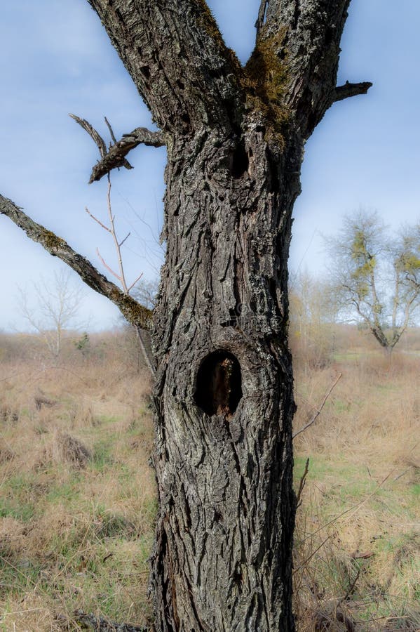 Oude boom met gat stock afbeelding. Image of stam, boomstam - 94033129