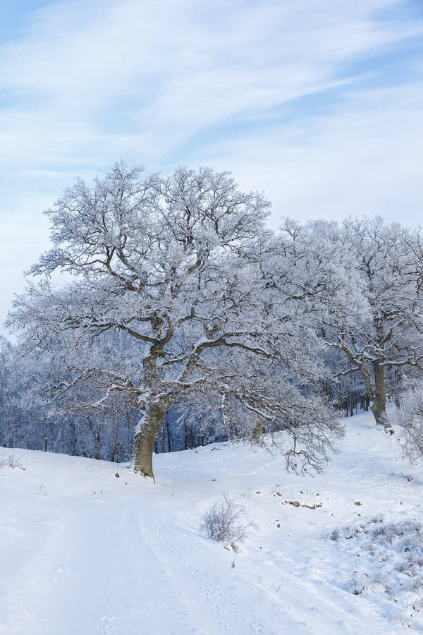 De De Naakte Bomen En Sneeuw Van De Winter Stock Foto - Image of takken ...