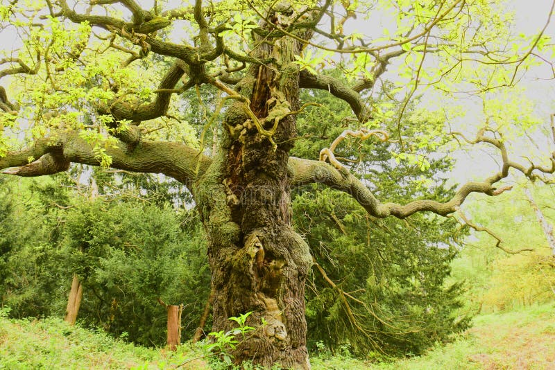 Oude Eiken Bomen Gen; Quercus Stock Afbeelding - Image of platteland ...