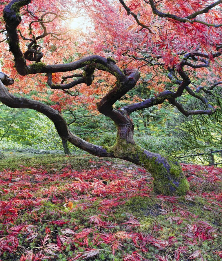 Oude Japanse Esdoorn in De Herfst Stock Foto - Image of botanisch ...