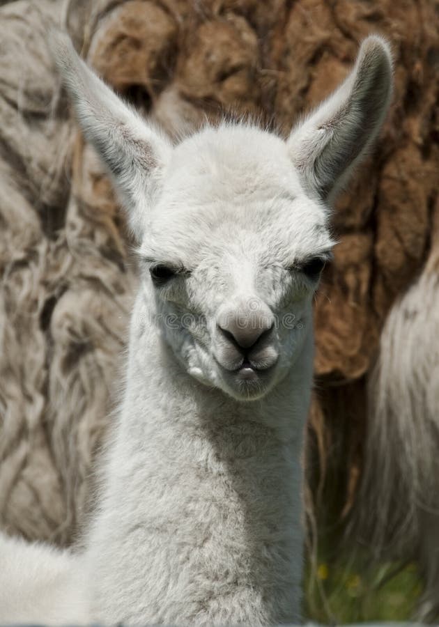 Oude Lama 002 van de week stock foto. Image of lama, dier - 14854452