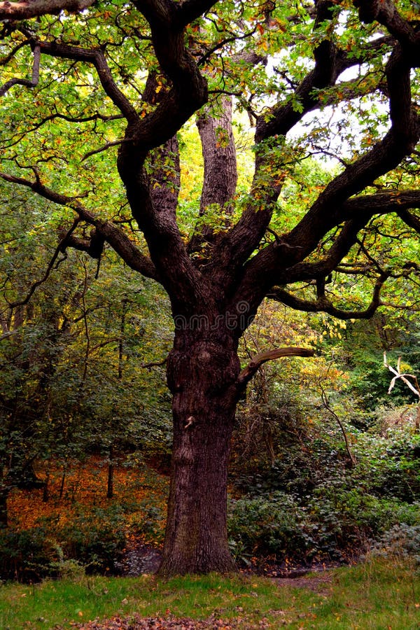 Oude Lange Boom in Het Hout Stock Afbeelding - Image of landschap ...
