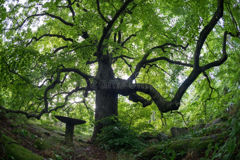 Enige grote oude lindeboom stock afbeelding. Afbeelding bestaande uit ...