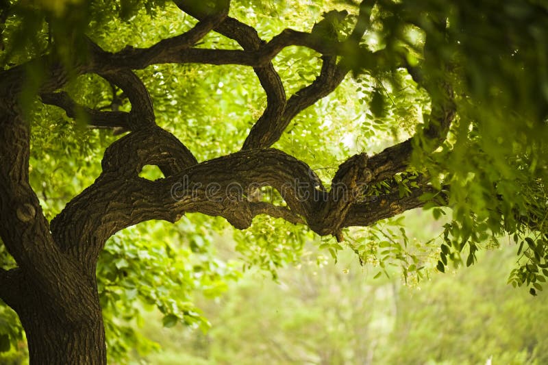 Oude mooie boom stock afbeelding. Image of achtergrond - 12228959