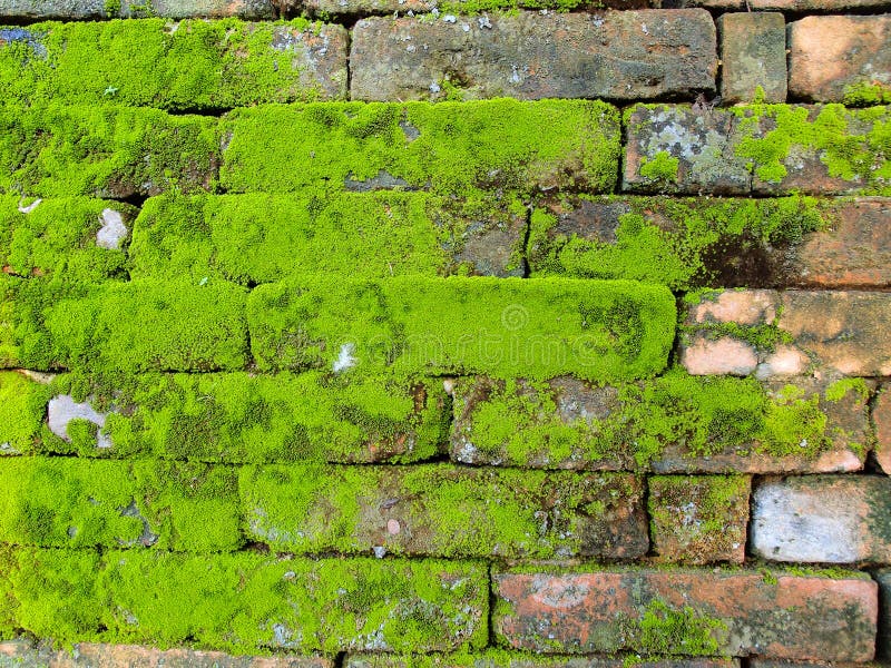 Textuur Van Een Oude Stenen Muur Bedekt Met Groen Mos in Fort Rotterdam ...